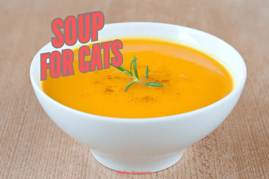 Soup for Cats: A Nutritious and Delicious Addition to Your Feline's ...