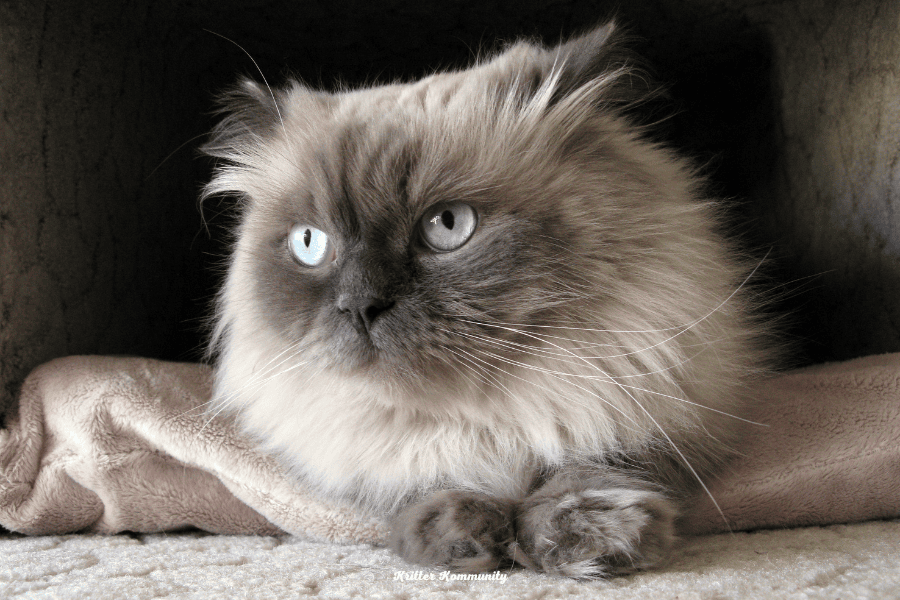 Himalayan Cat Breed Guide: Your Ultimate Guide to the Fluffy Himmie 🐾 ...