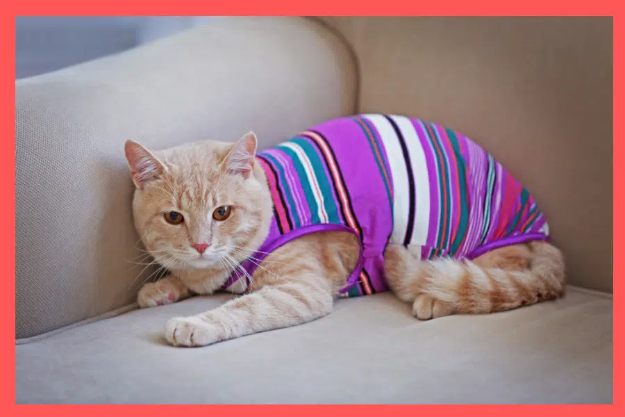 How to Make Cat Clothes: A Beginner's Guide • Kritter Kommunity