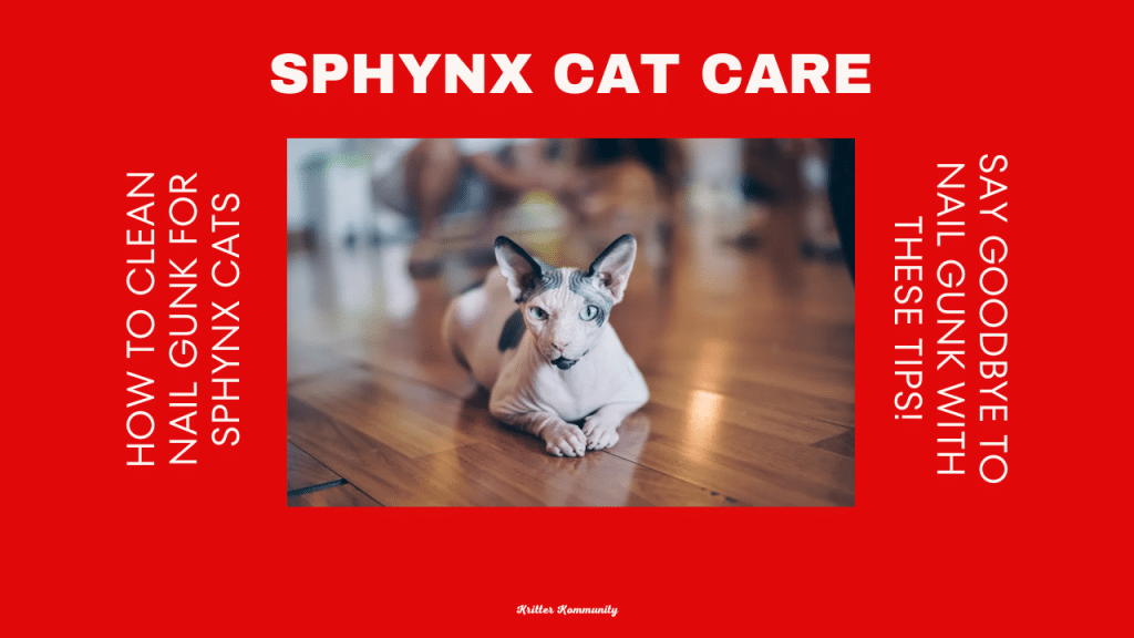 Sphynx Cat Nail Gunk Removal Guide [2024] • Kritter Kommunity
