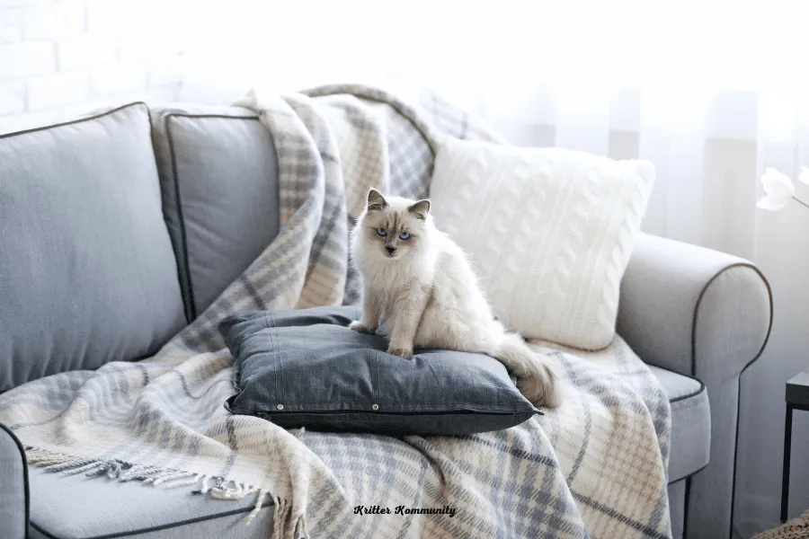 How to Catify Your Apartment: Tips for a Feline-Friendly Space ...