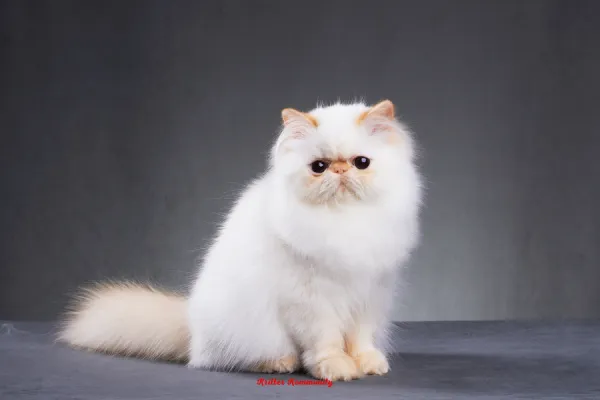 30 Fascinating Facts About Persian Cats • Kritter Kommunity